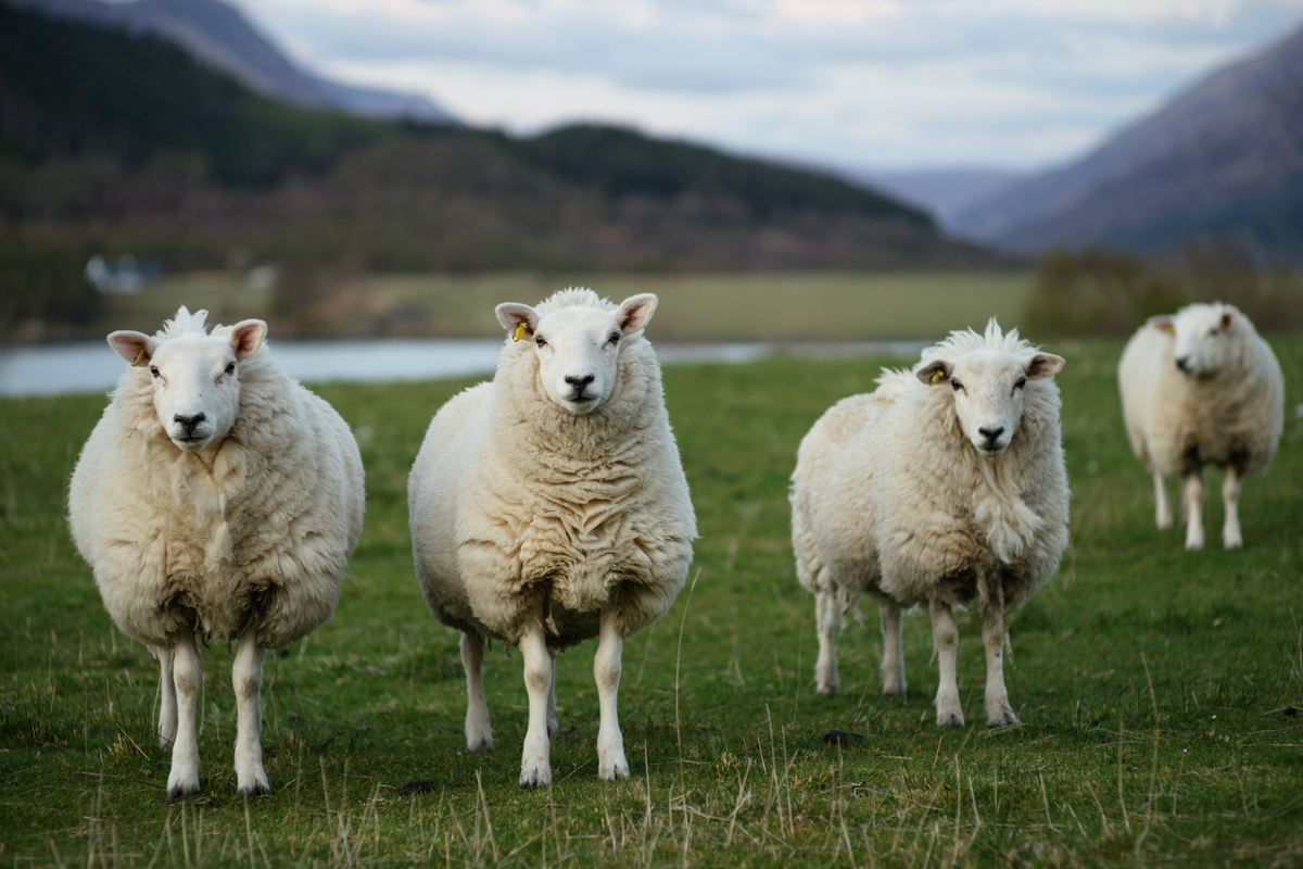 Shepherd or Sheepherder? – entreninos